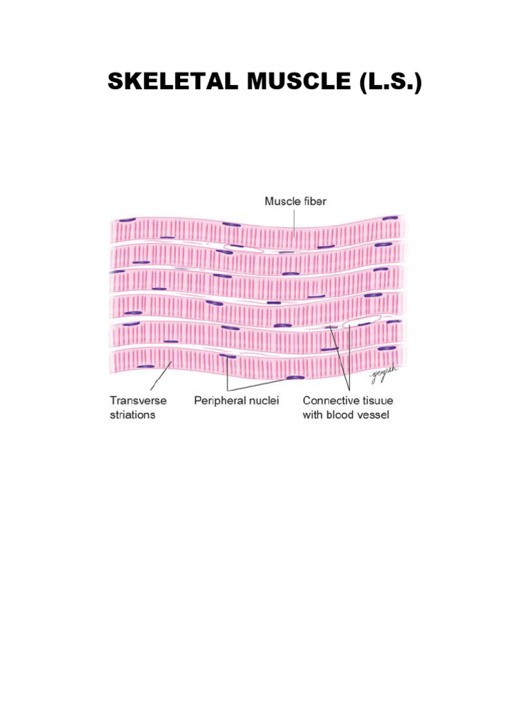 Practical 8 Muscle Tissue | PDF