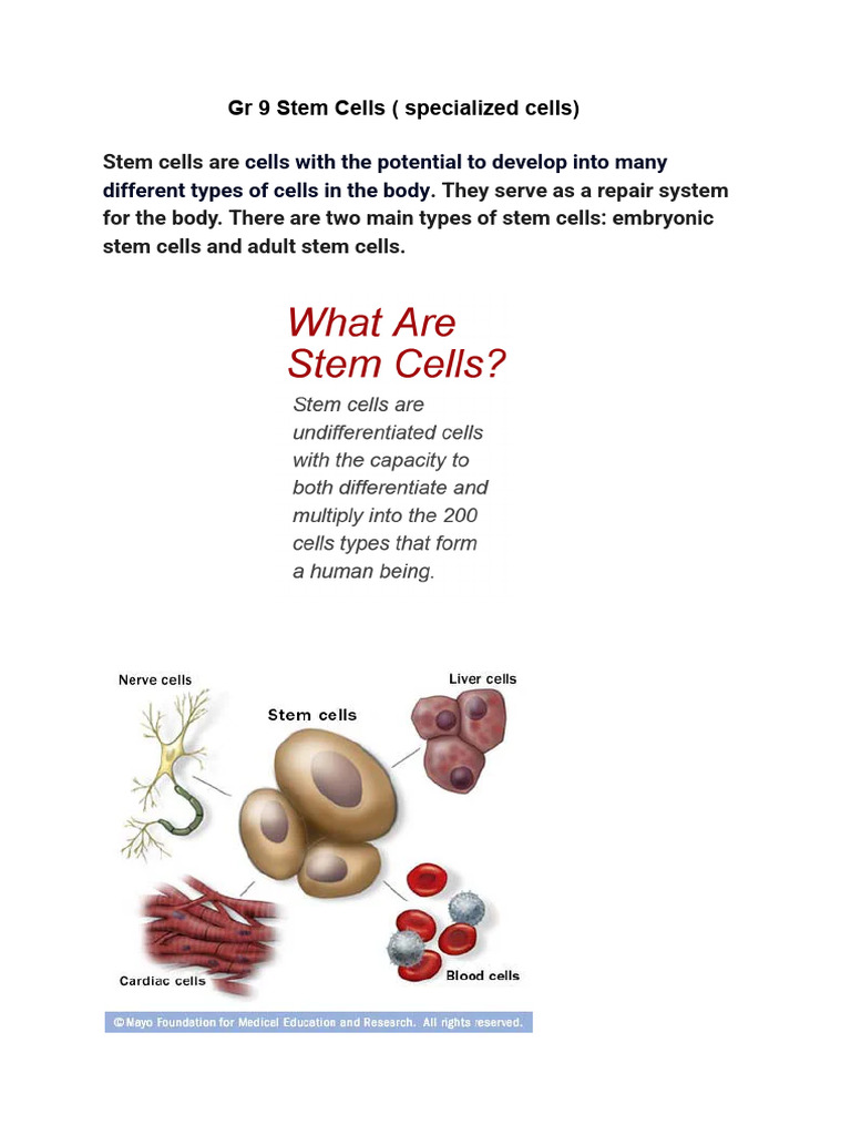 Gr 9 Stem Cells: Uses and Challenges | PDF | Stem Cell | Embryonic Stem ...