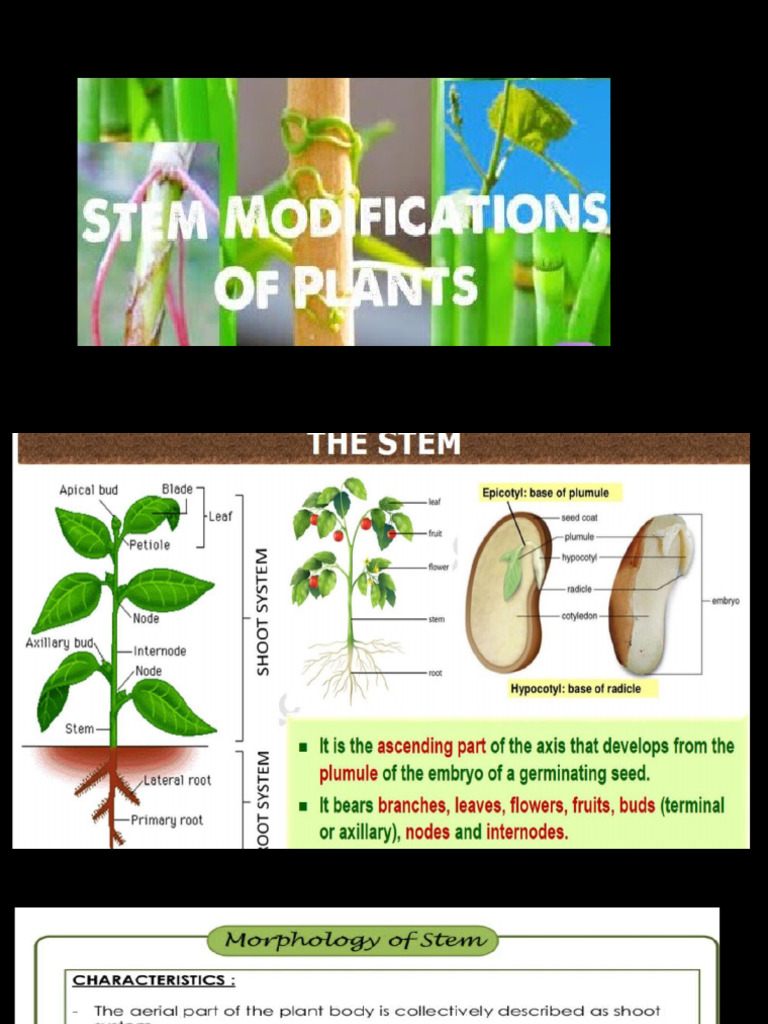 Modification of Stem | PDF