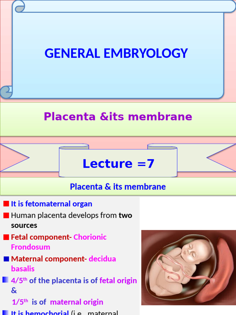 Embryology lecture 7 placenta part 1(2024) | PDF | Placenta | Anatomy