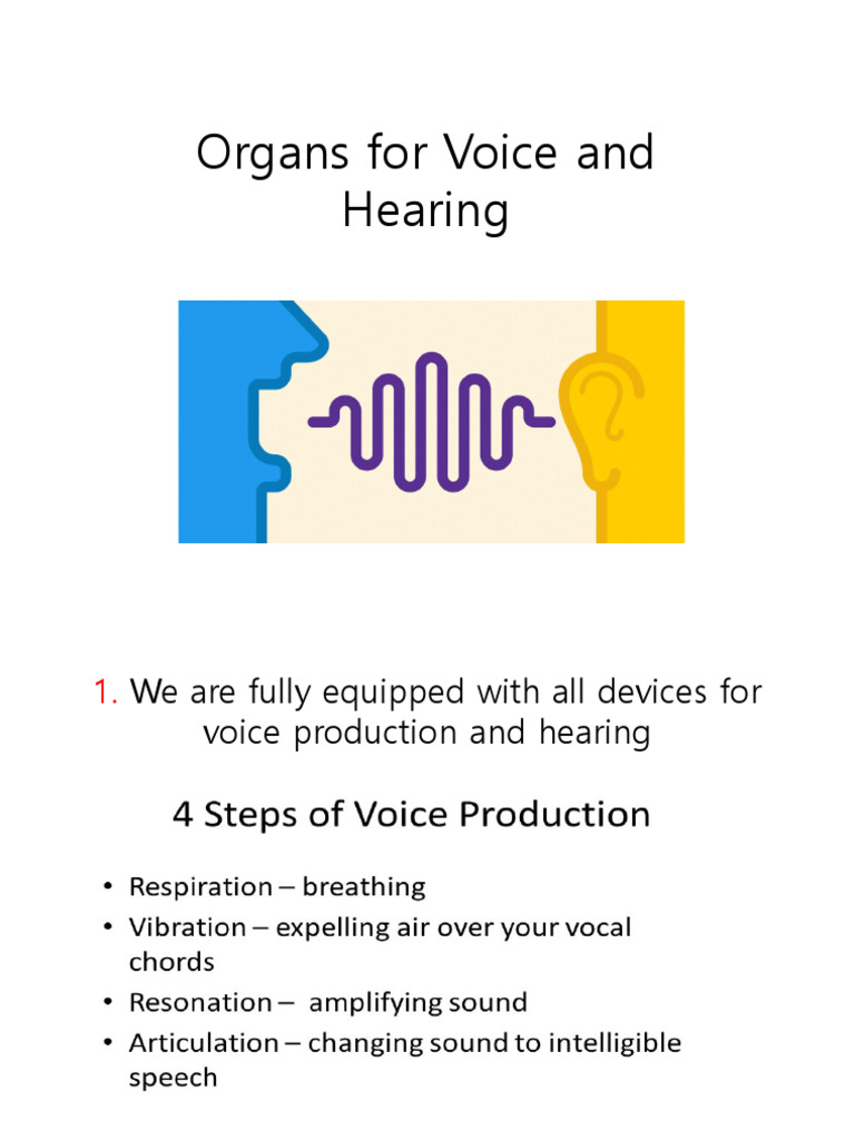 14 Vocal and Hearing Organs | PDF | Ear | Human Voice