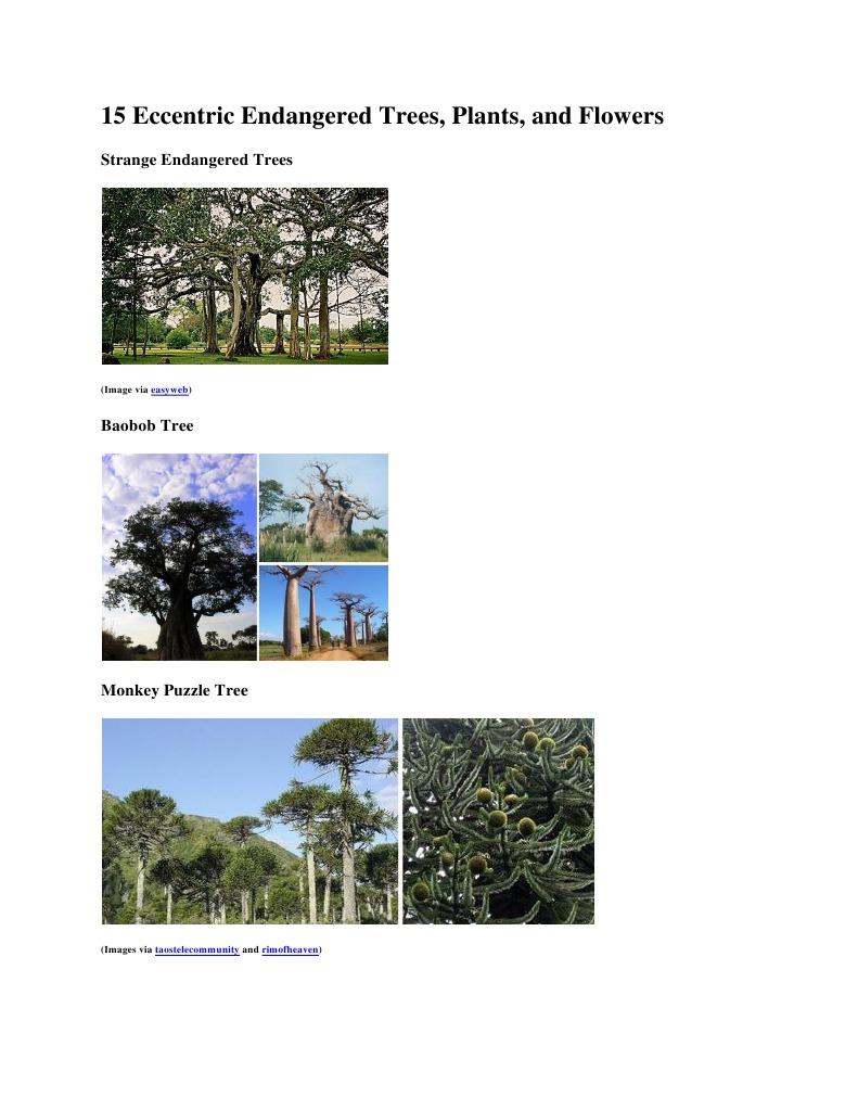 Eccentric Endangered Trees and Plants | PDF