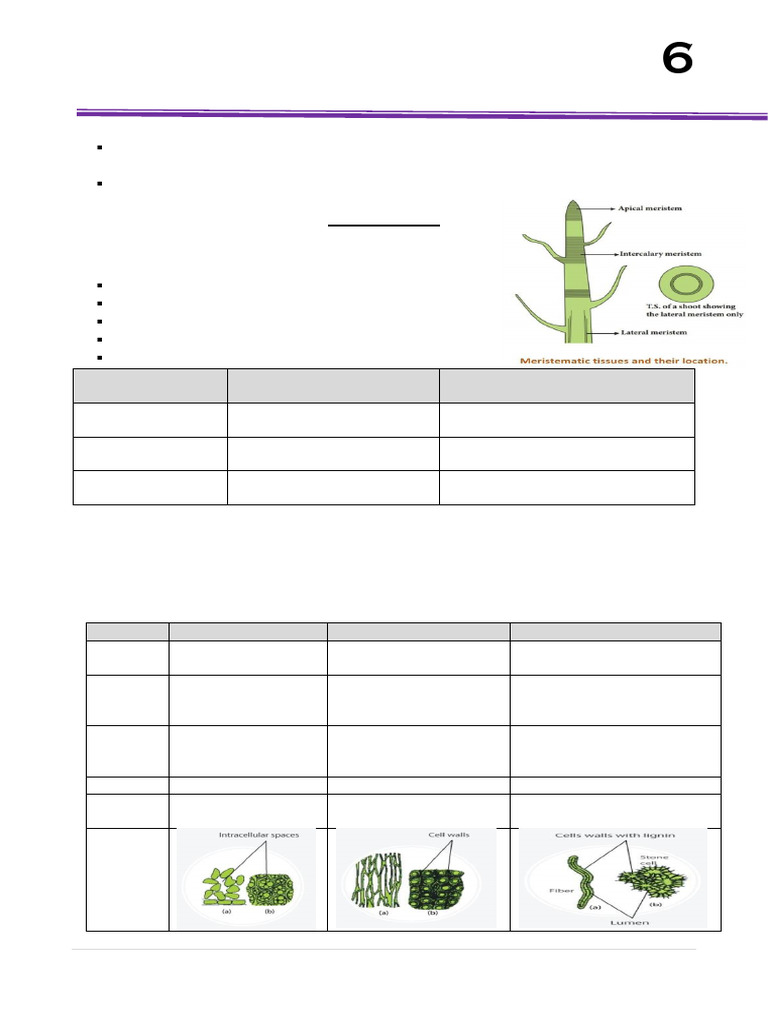 Tissues | PDF | Tissue (Biology) | Epithelium