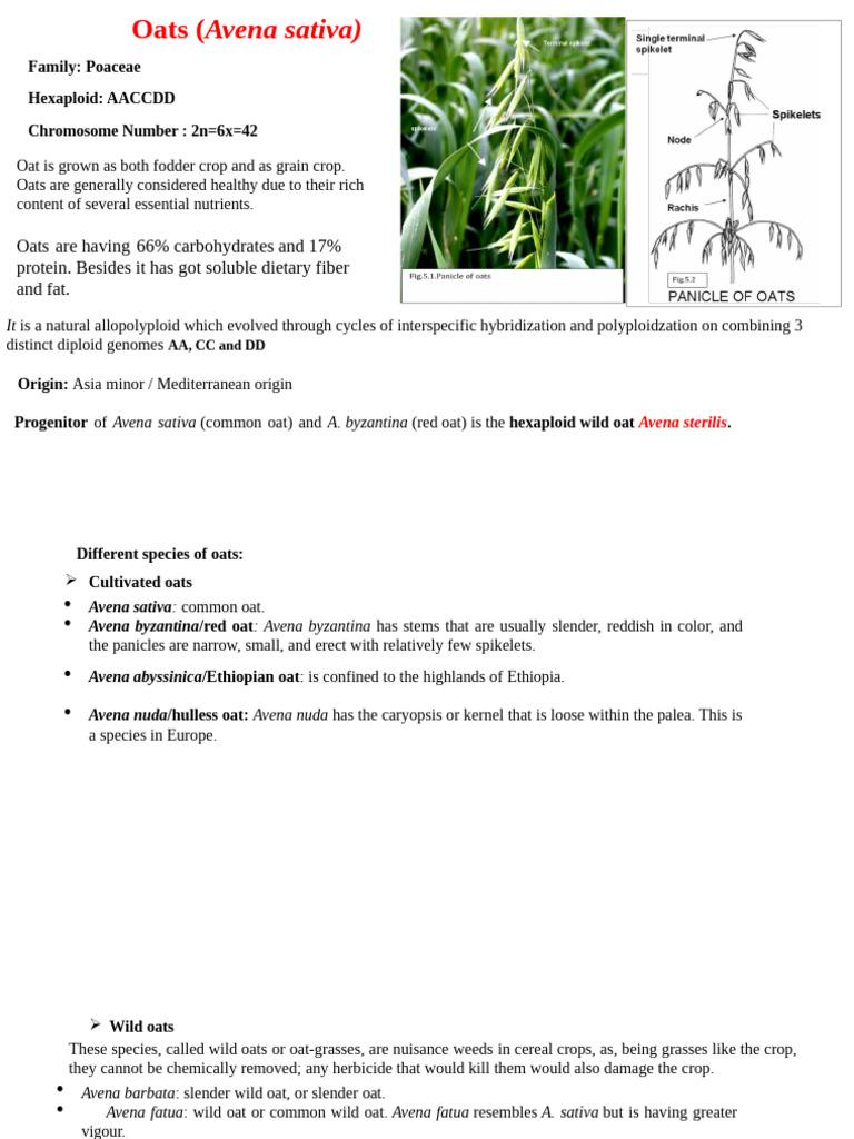 Oats Theory | PDF | Oat | Agronomy