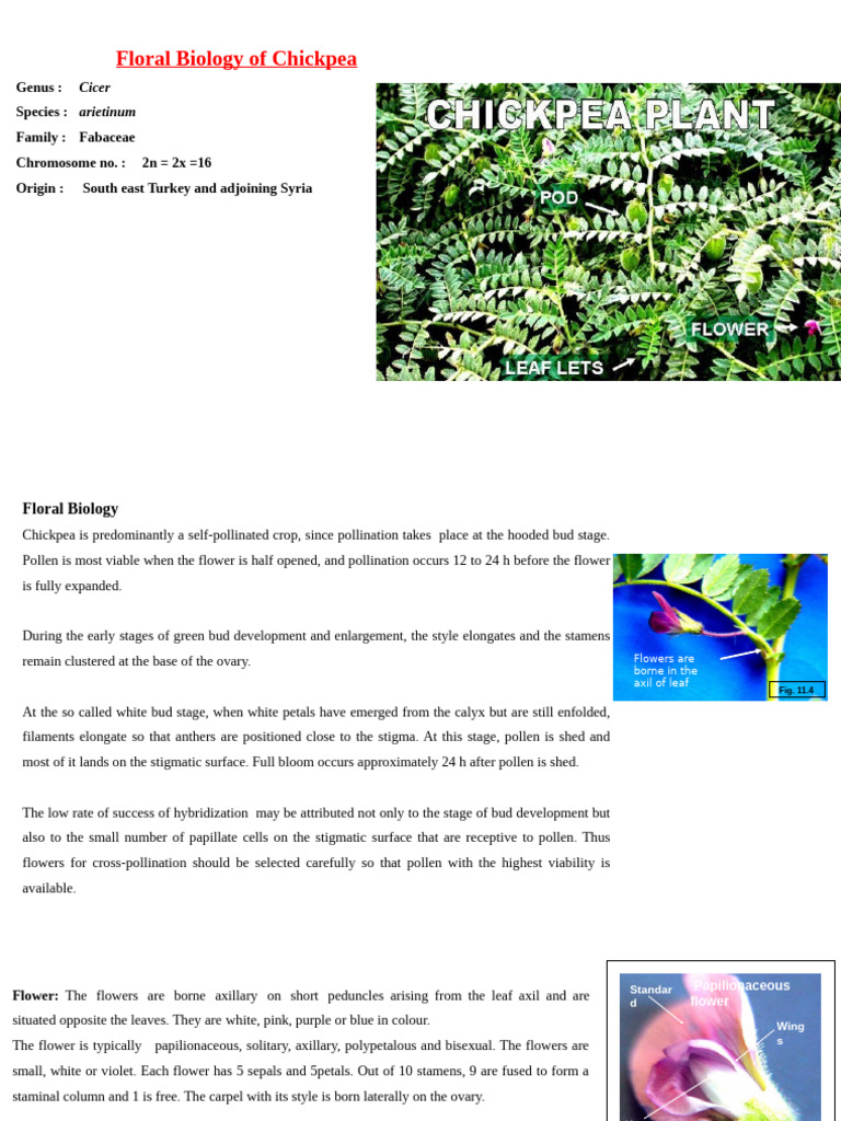 Chickpea Practical | PDF | Flowers | Petal