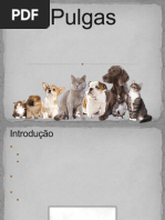 Sintomas da Tungíase e Cuidados | PDF | Doenças e distúrbios | Remédio