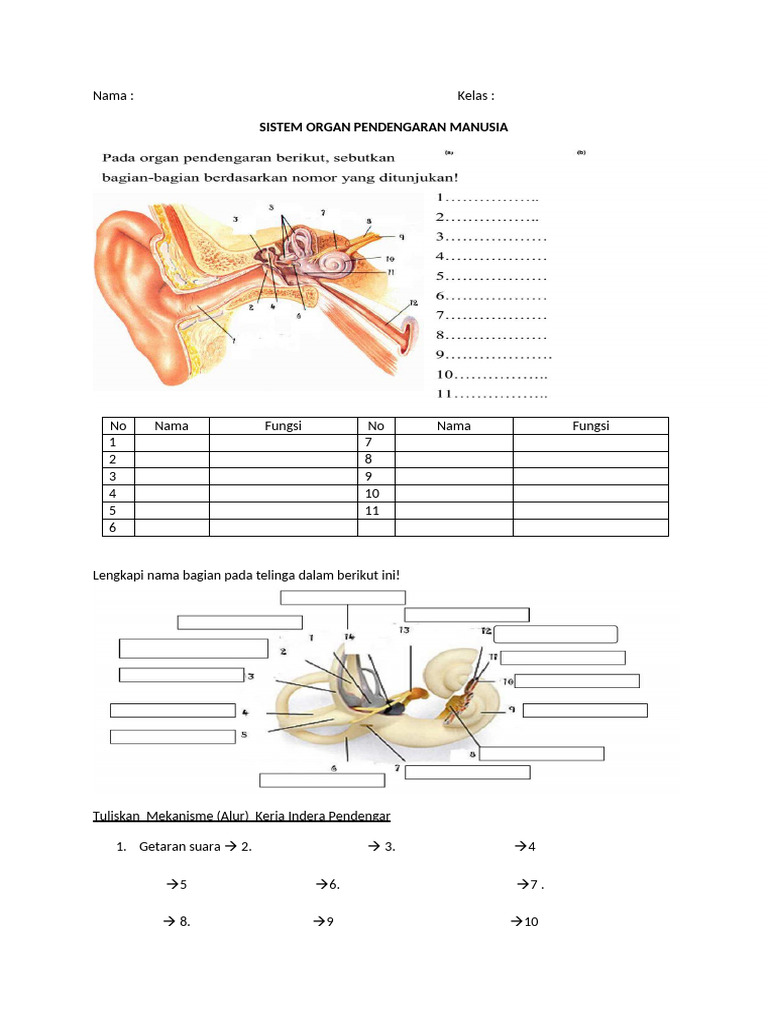 LKPD Sistem Pendengaran Manusia | PDF