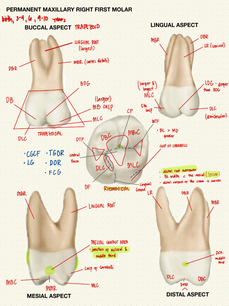 Permanent Molars (1) | PDF | Dental Anatomy | Primate Anatomy
