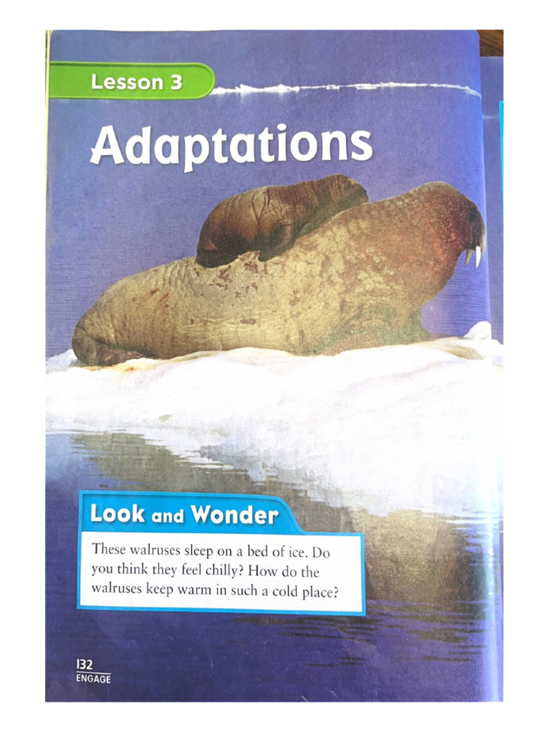 Third Grade Science Chapter 3 Lesson 3 Adaptations | PDF