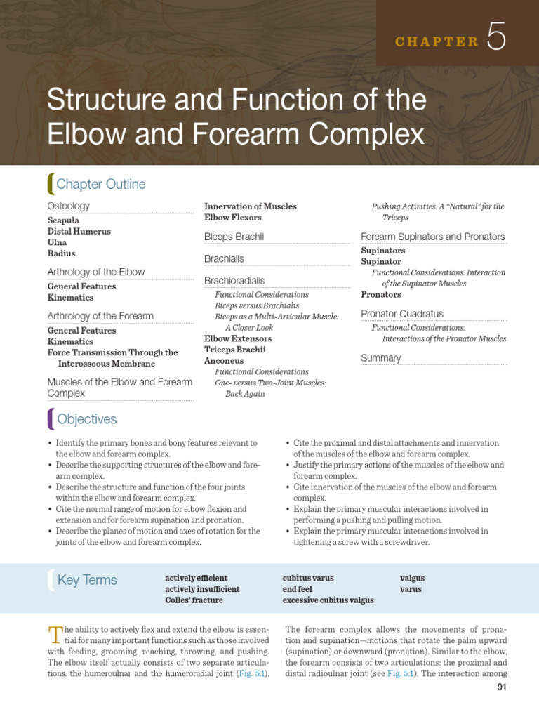 Chapter 5 - Structure and Function of the Elbow and Forearm Complex | PDF
