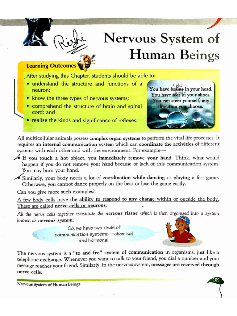 Biology Nervous System-1 | PDF