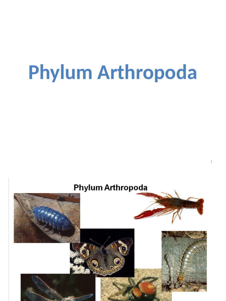 Overview of Arthropod Characteristics | PDF | Spider | Insects