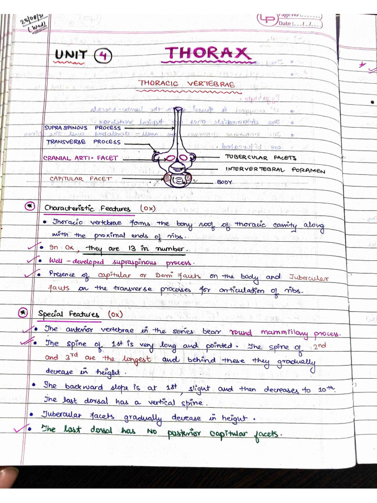 VETERINARY ANATOMY Notes - Thorax | PDF