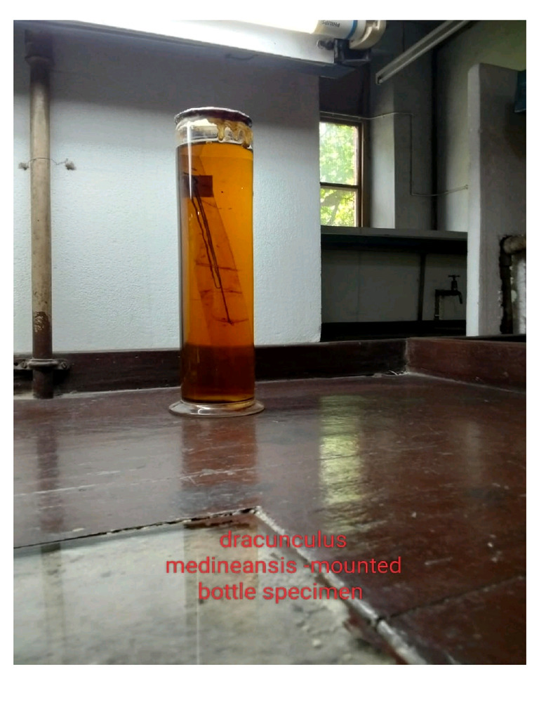 Microbiology Practical Specimens | PDF