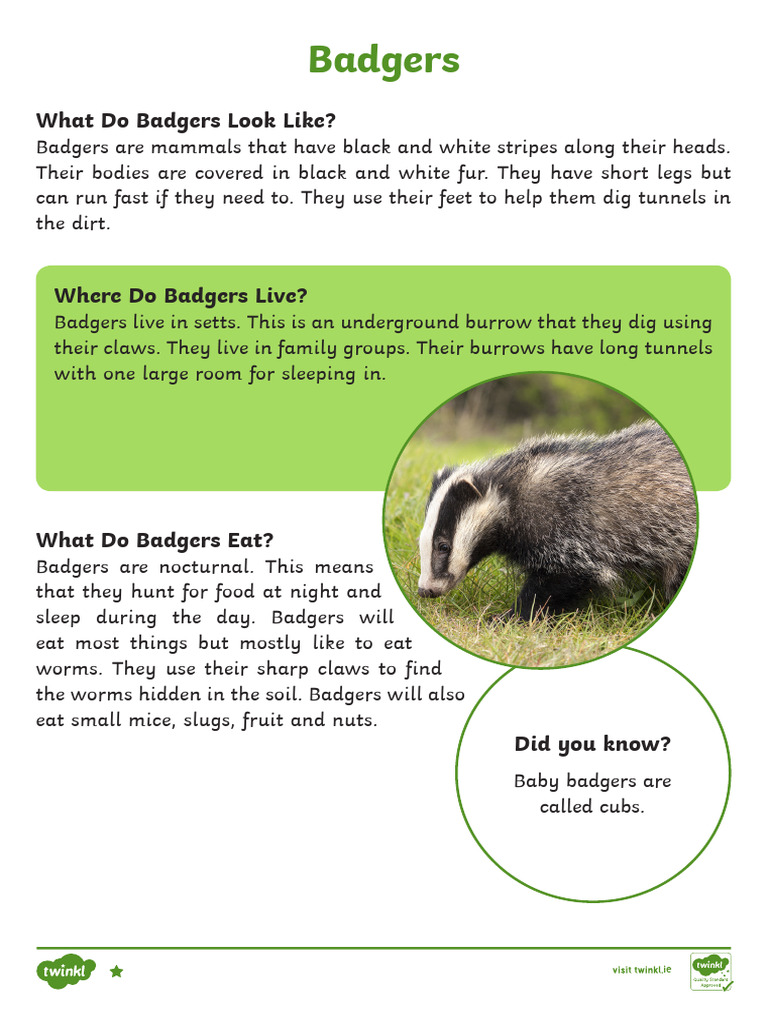 Badgers Differentiated Fact Files | PDF | Zoology