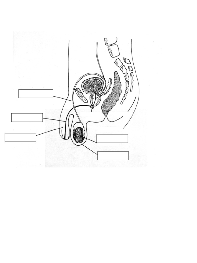 HE6.U6.L2-3 Male Reproductive System Diagram Worksheet | PDF