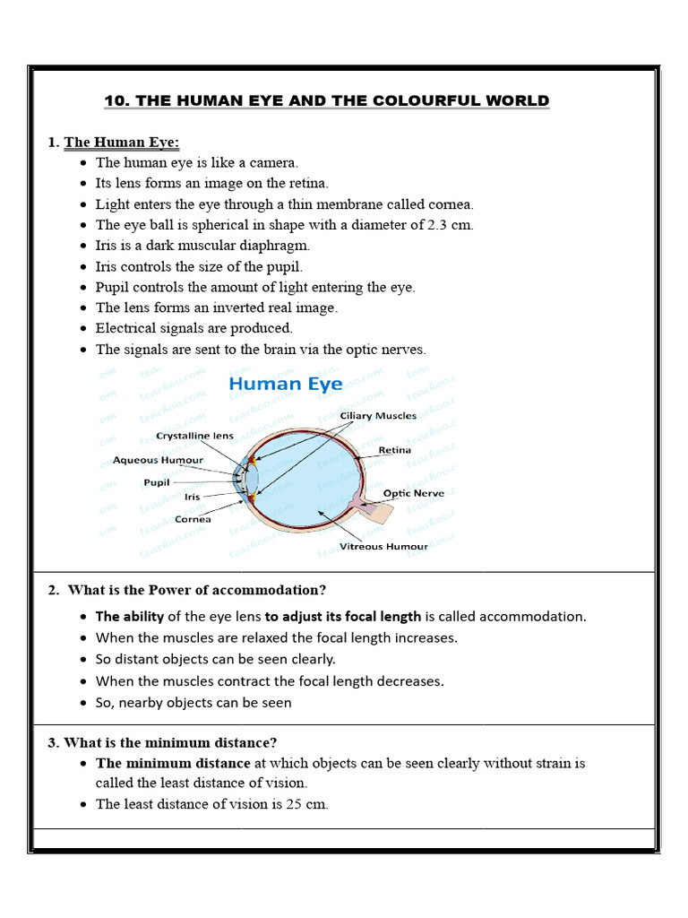 Understanding the Human Eye and Vision | PDF | Rainbow | Human Eye