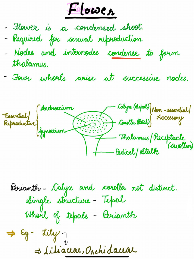 Morphology-3rd Part of Assignment Notes | PDF