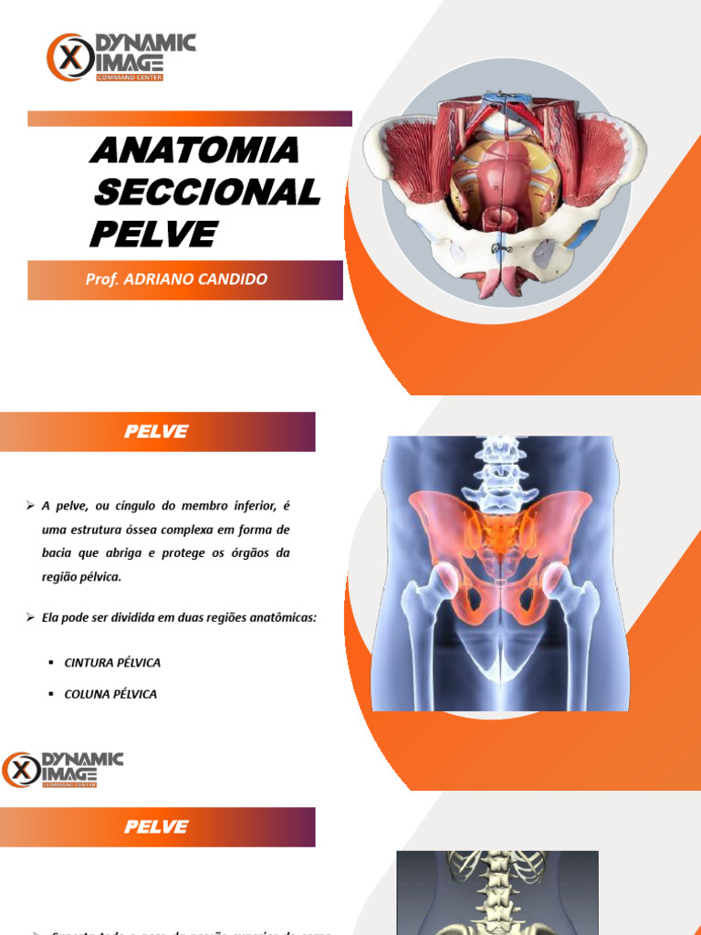 Anatomia da Pelve: Estruturas e Funções | PDF | Pélvis | Próstata