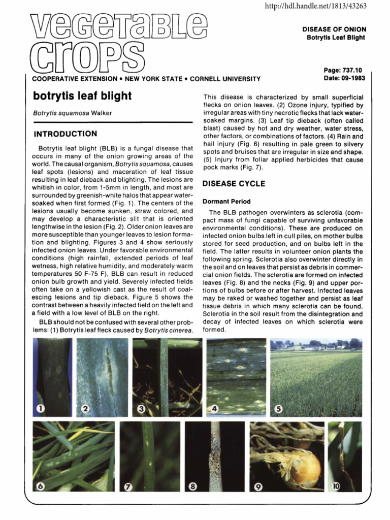 Botrytis Leaf Blight FS NYSIPM | PDF | Onion | Microbiology
