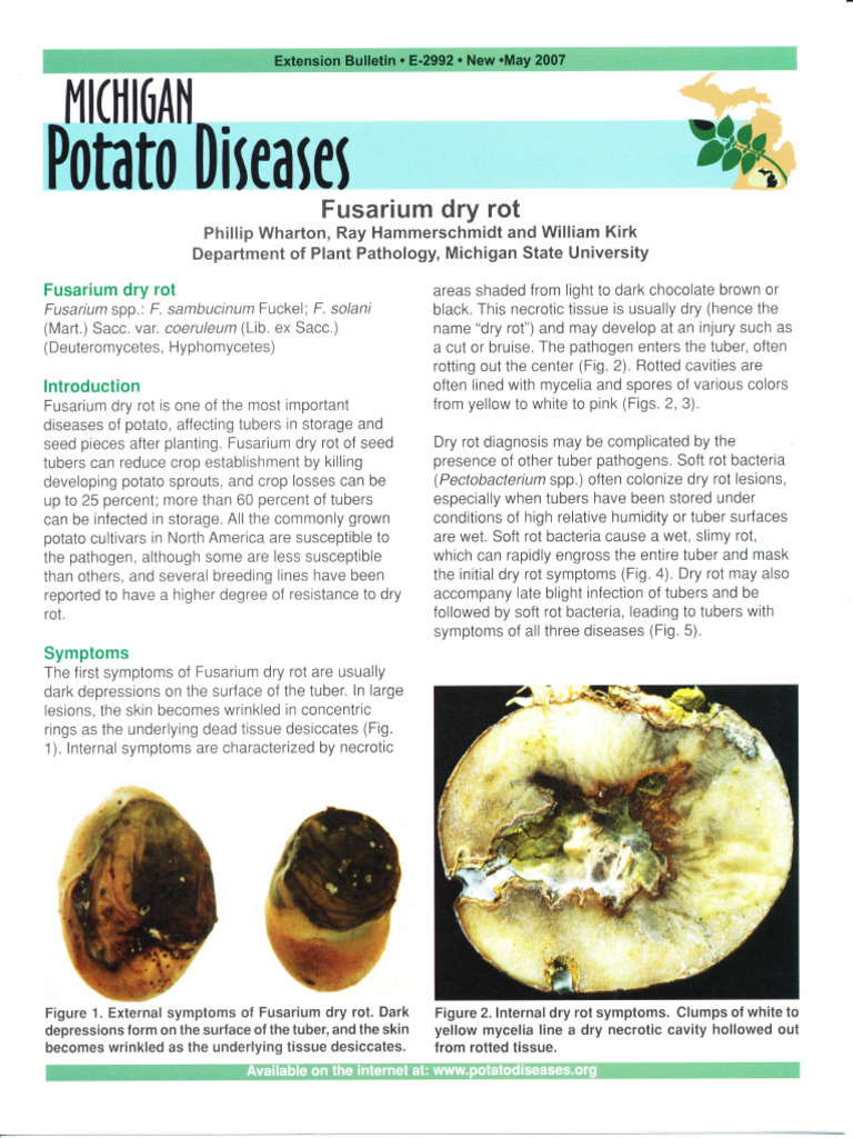 Michigan Potato Diseases - Fusarium Dry Rot (E2992) | PDF | Potato | Plants