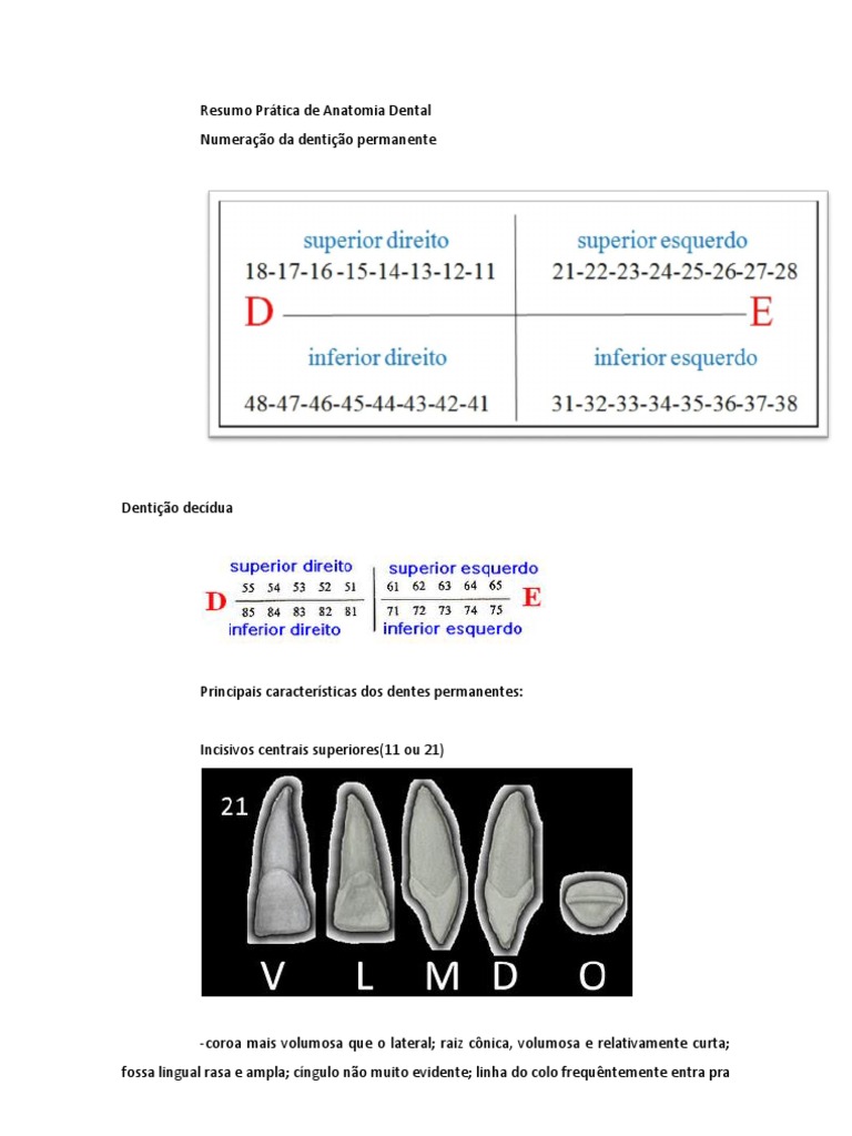 Resumo Prática de Anatomia Dental | Áreas da Odontologia | Dente