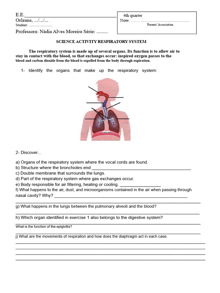 Respiratory System Science Activity | PDF
