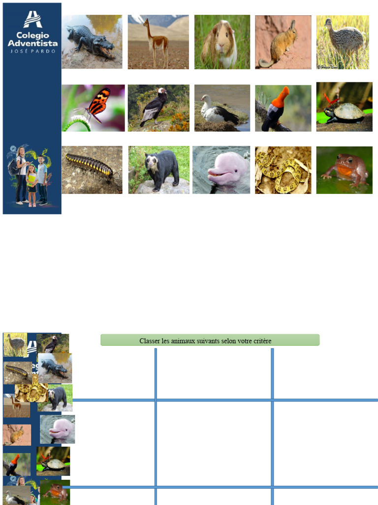 Classification des animaux : vertébrés vs invertébrés | PDF | Vertébrés ...