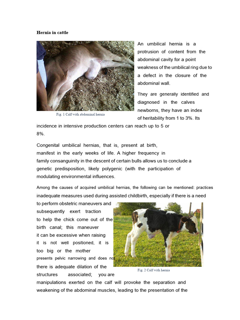 Hernia in Cattle | PDF | Medical Specialties | Clinical Medicine