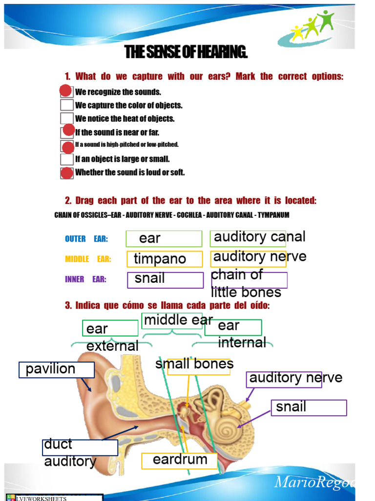HEARING ACTIVITY | PDF
