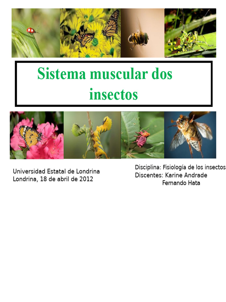 Sistema Muscular de Los Insectos | PDF | Músculo | Tórax