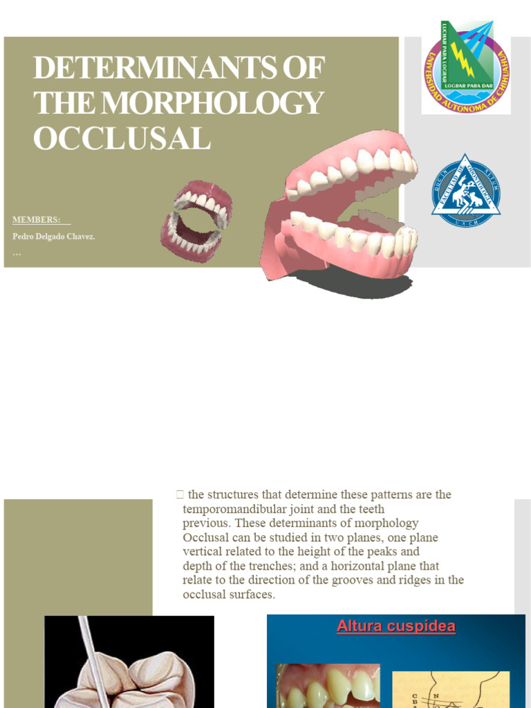 Occlusal Morphology Determinants Explained | PDF | Anatomical Terms Of ...