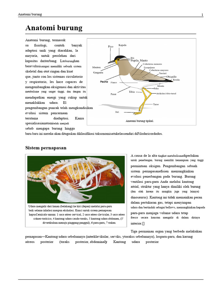 Anatomi Burung | PDF