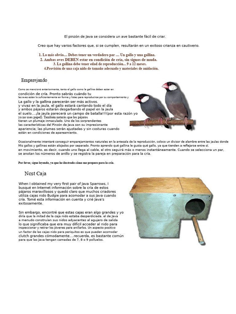 Gorriones de Java | PDF | Aves | Pollo