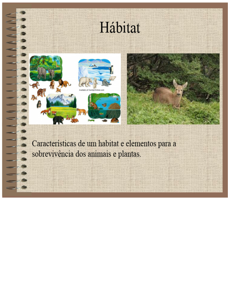 Habitat 2º ano maio 13 | PDF | Habitat | Água