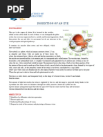 Sheep Eye Dissection Lab Guide | PDF | Eye | Facial Features