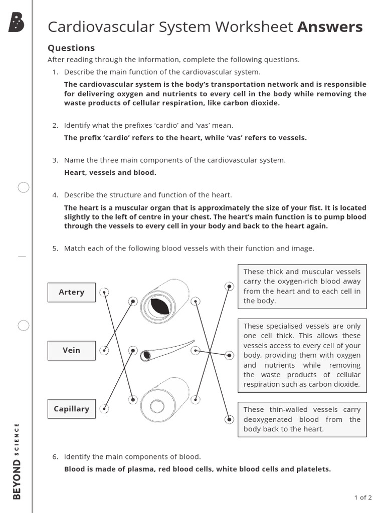 Cardiovascular System Worksheet Guide | PDF | Blood Vessel ...