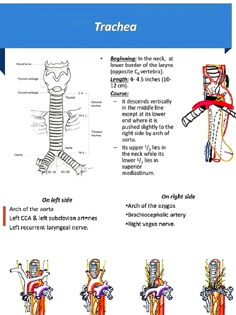 Trachea | PDF