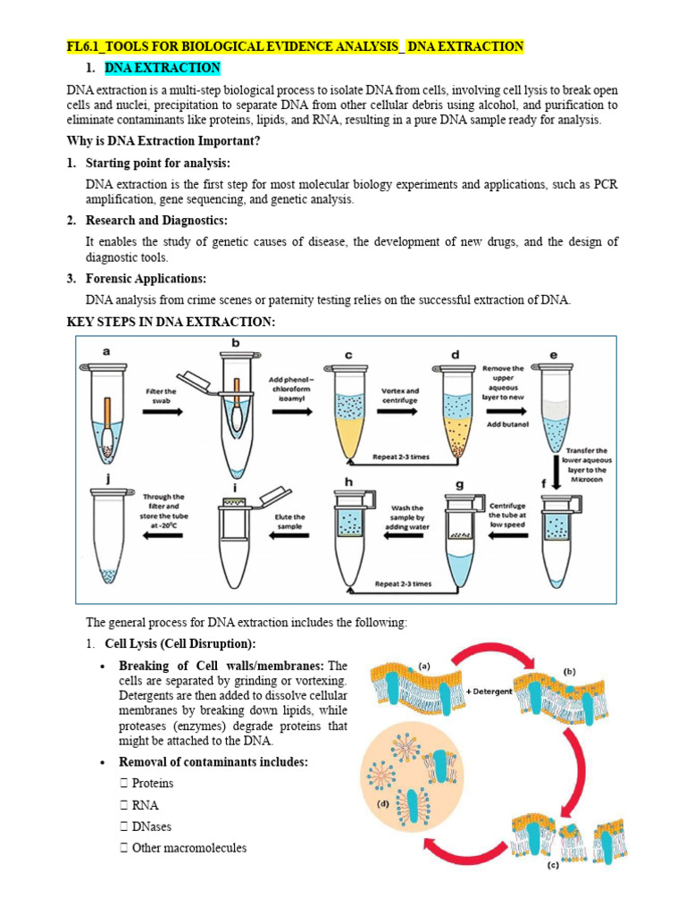 DNA Extraction Process for Analysis | PDF | Polymerase Chain Reaction ...