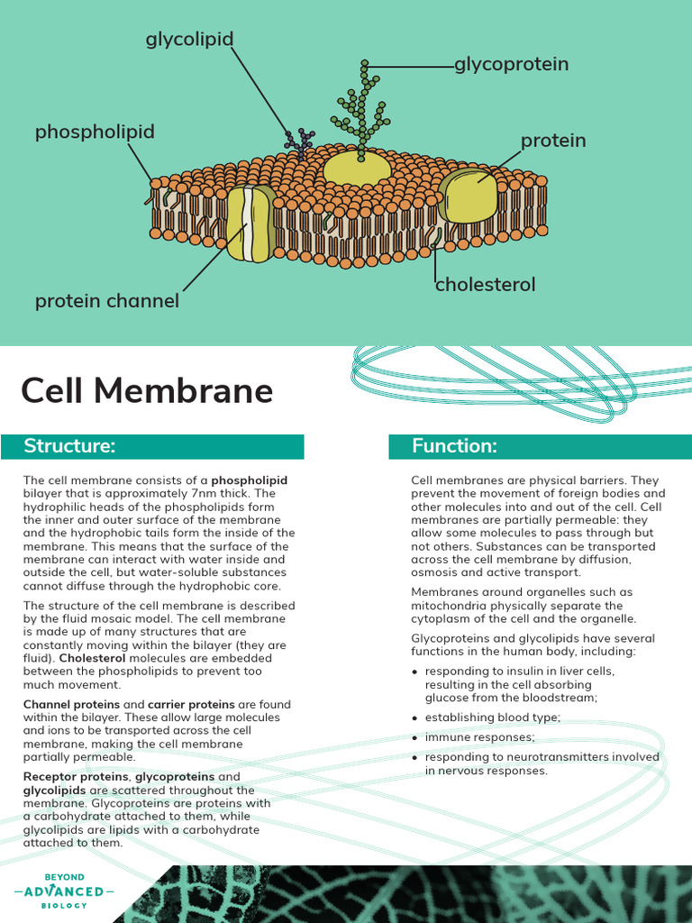 Cell Organelle Information Sheets | PDF | Cell Nucleus | Cell Membrane