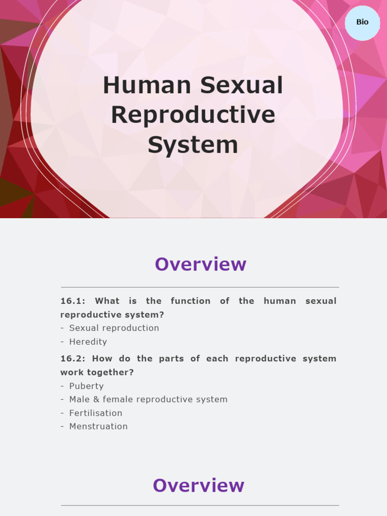 Slides For Human Sexual Reproductive System | PDF | Birth Control ...