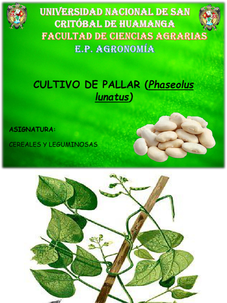 Cultivo y Manejo del Pallar: Guía Completa | PDF | Fertilizante ...