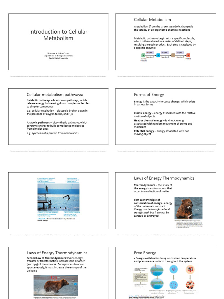 Cellular Metabolism (Overview) - Student Handout | PDF | Enzyme ...