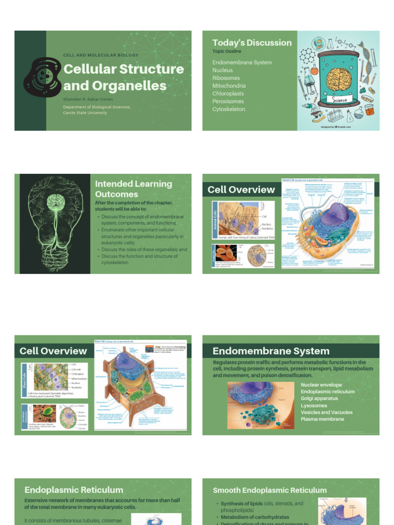 Cellular Structure and Organelles - Student Handout | PDF | Endoplasmic ...