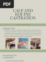 Burdizzo Method of Bovine Castration | PDF | Medicine | Male Mammals