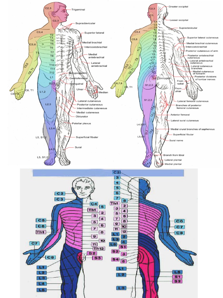 METAMERAS | Mano | Dedo