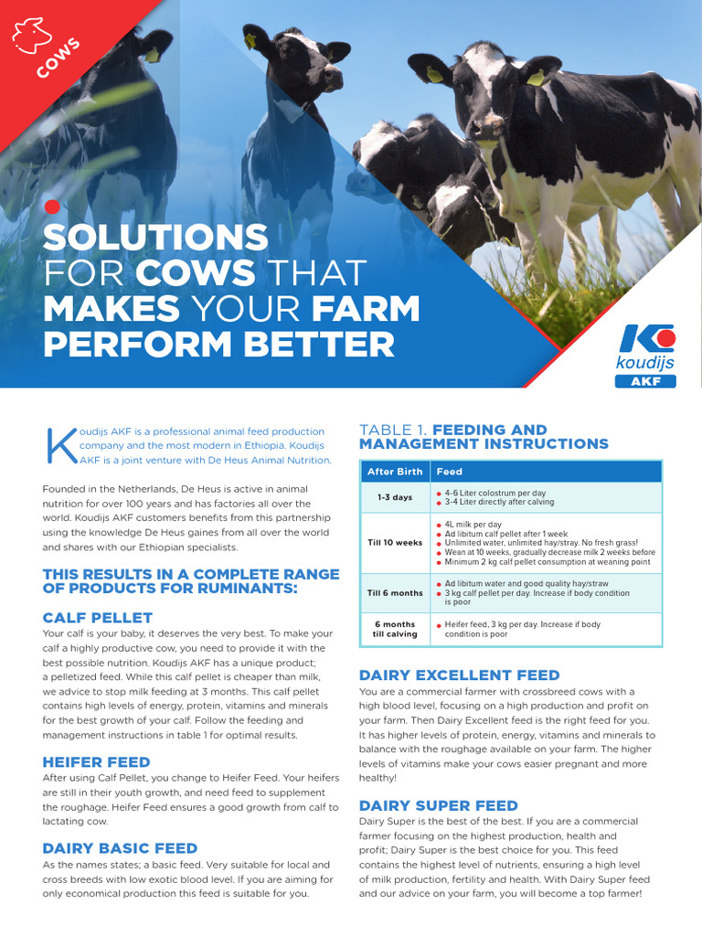 Koudijs Brochure Dairy | PDF | Dairy Cattle | Dairy