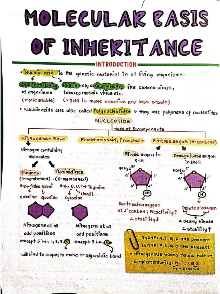 Molecular Basis of Inheritance | PDF