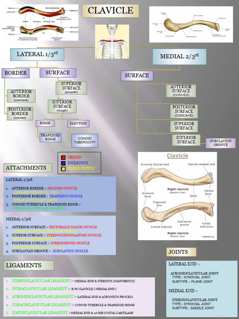 Clavicle Anatomy and Attachments Guide | PDF | Joints | Limbs (Anatomy)
