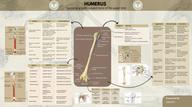 HUMERUS | PDF